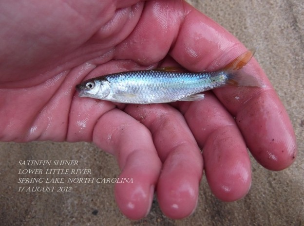 Micro Fishing North Carolina: From the Coast to the Appalachians ...